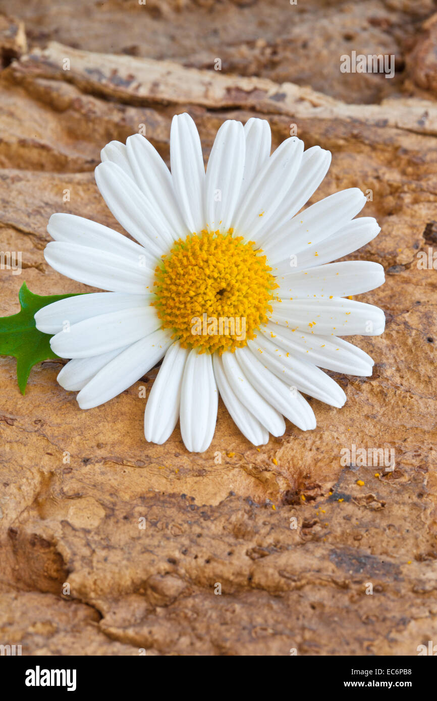 Daisy tree bark hi-res stock photography and images - Alamy