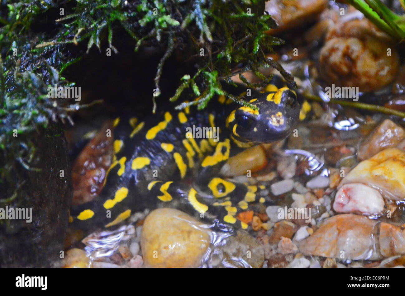 Salamander face hi-res stock photography and images - Alamy