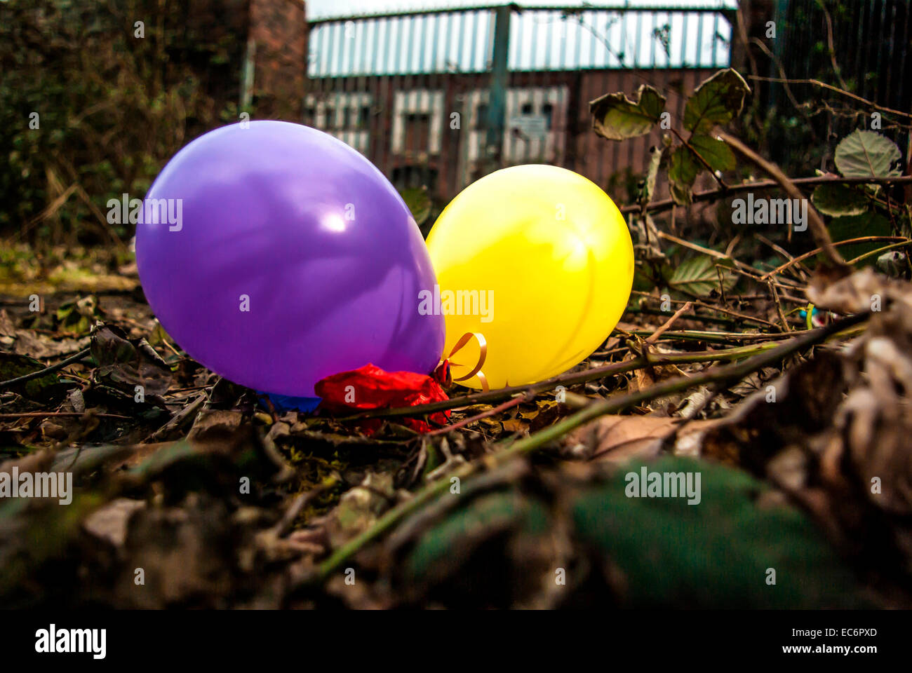 Purple balloon burst hi-res stock photography and images - Alamy