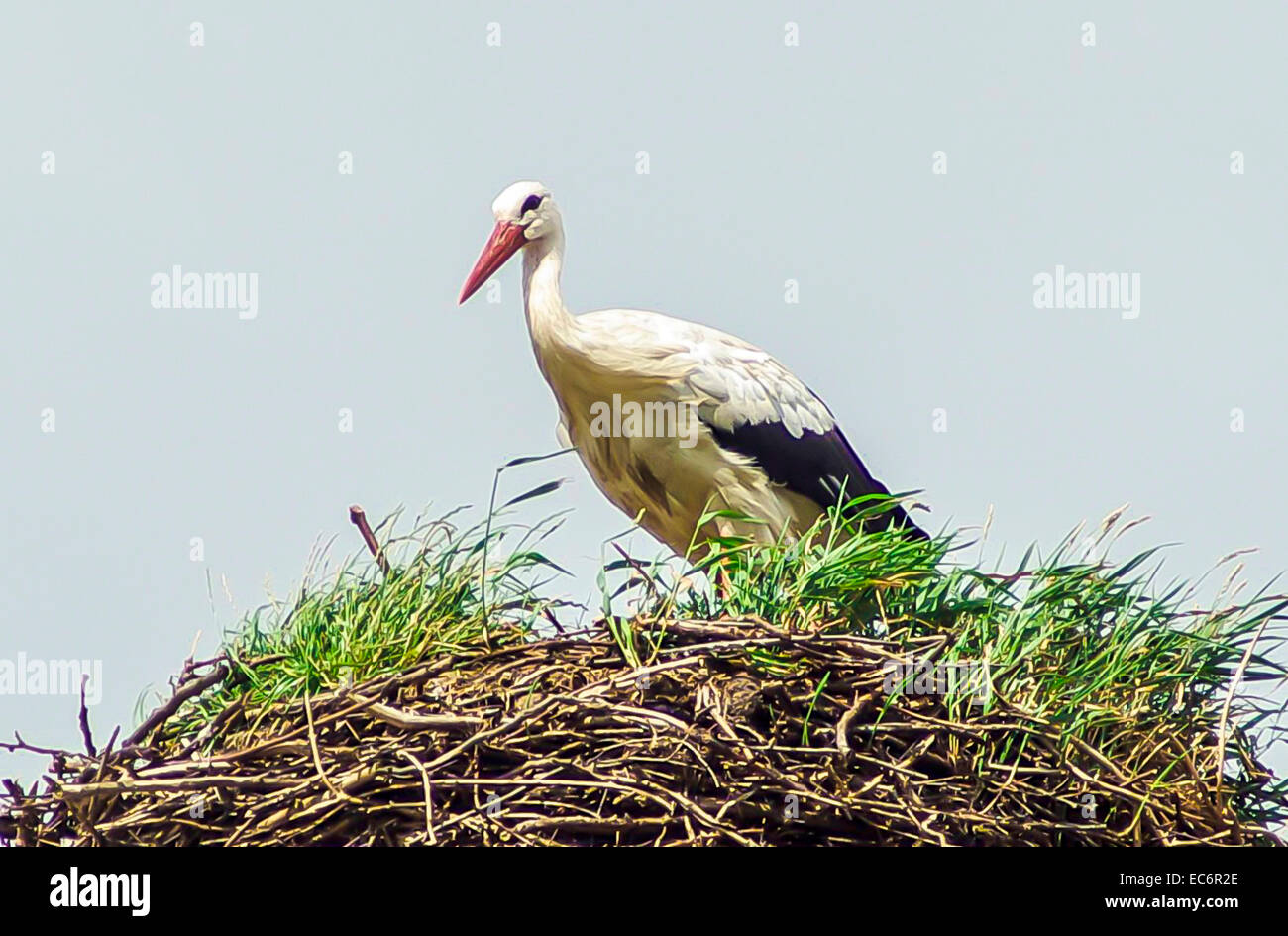 Birds and mice hi-res stock photography and images - Alamy