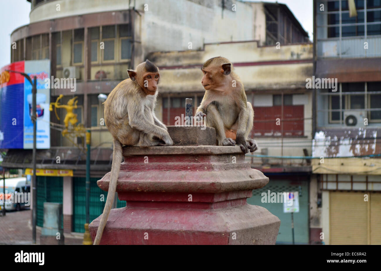 Nerve structures hi-res stock photography and images - Alamy