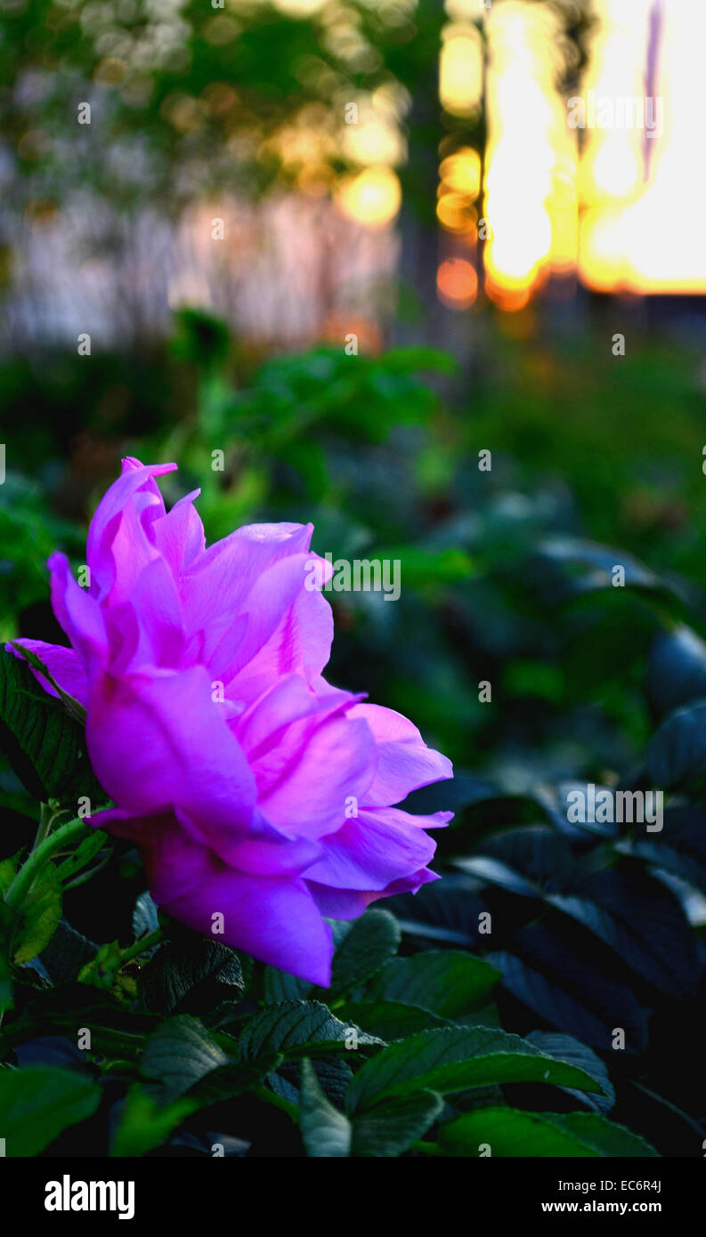 Meditative rose hi-res stock photography and images - Alamy