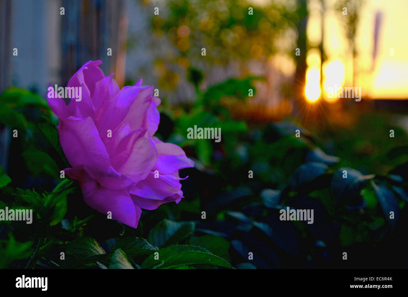 Strauher hi-res stock photography and images - Alamy