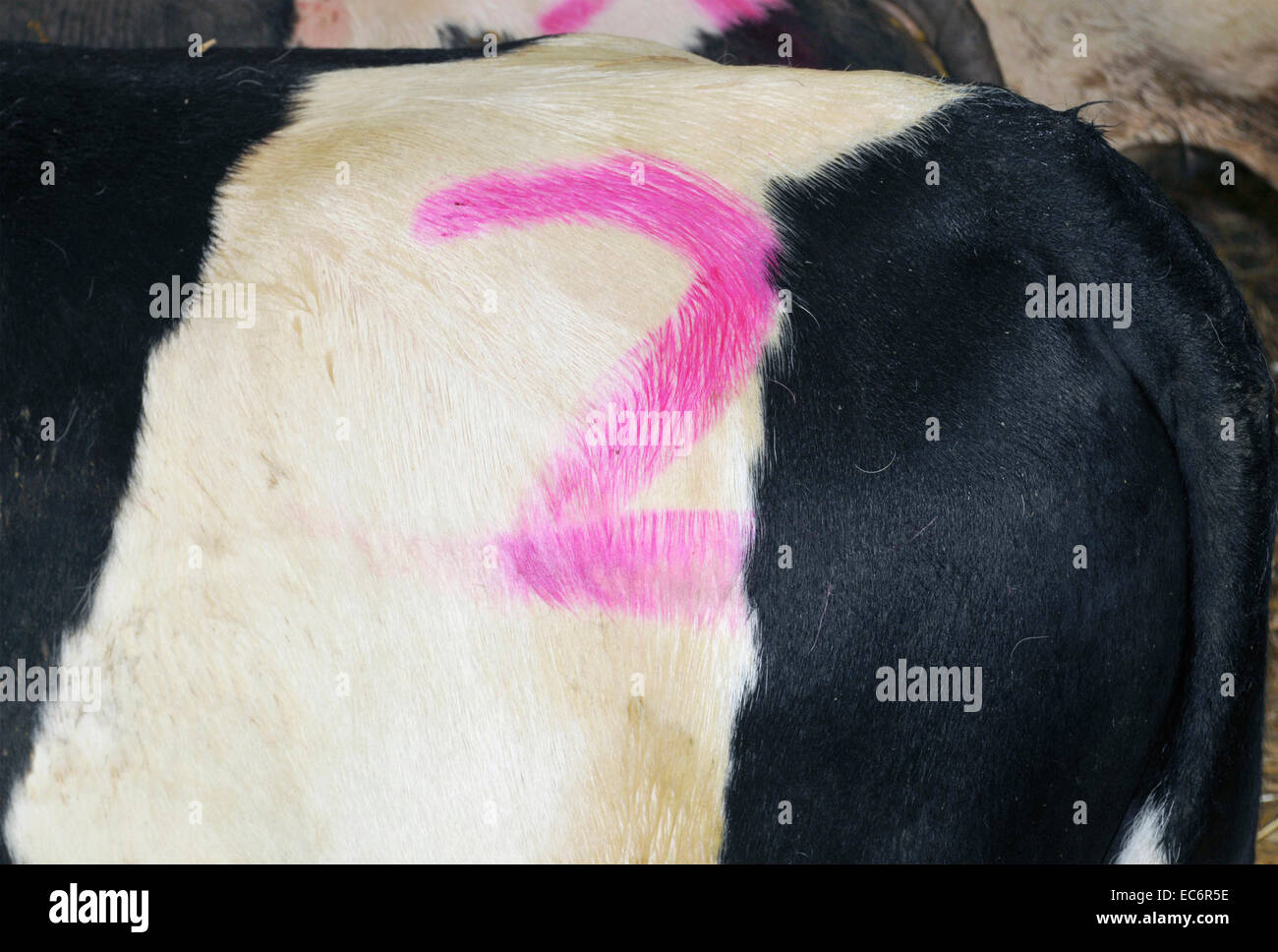 Cow with painted number Stock Photo - Alamy