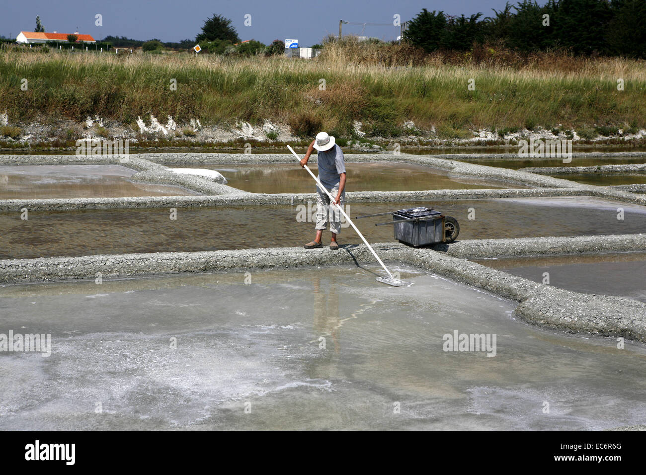 workers harvesting sea salt salt marsh salinas france noirmoutier ...