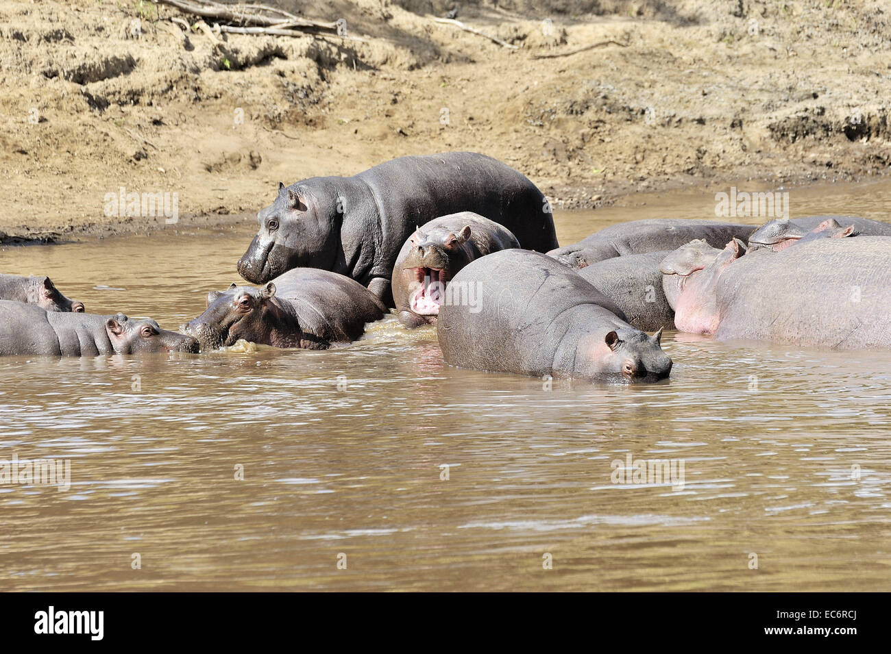 Hippos take a bath Stock Photo - Alamy