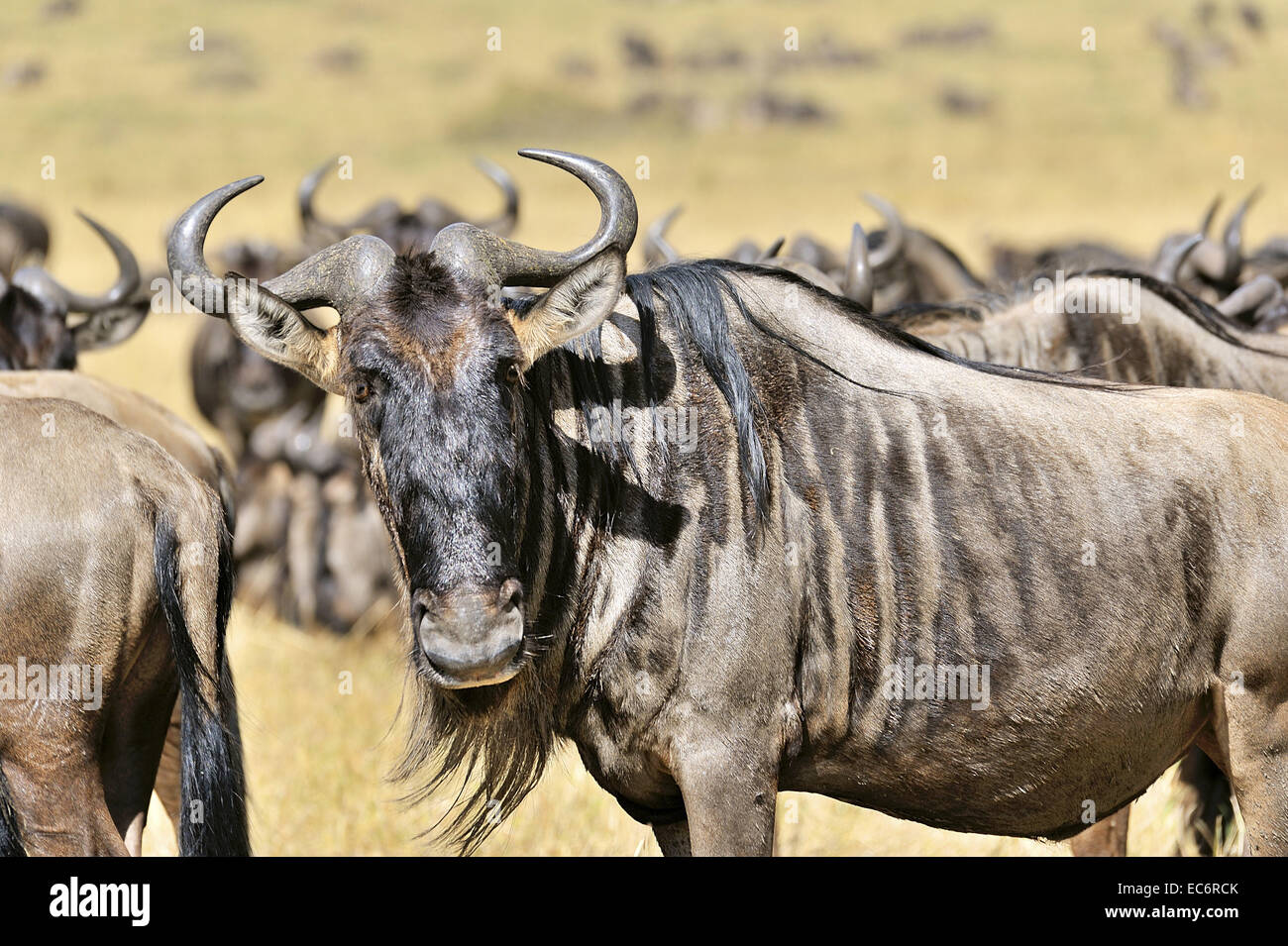 Face of a Wildebeest Stock Photo - Alamy