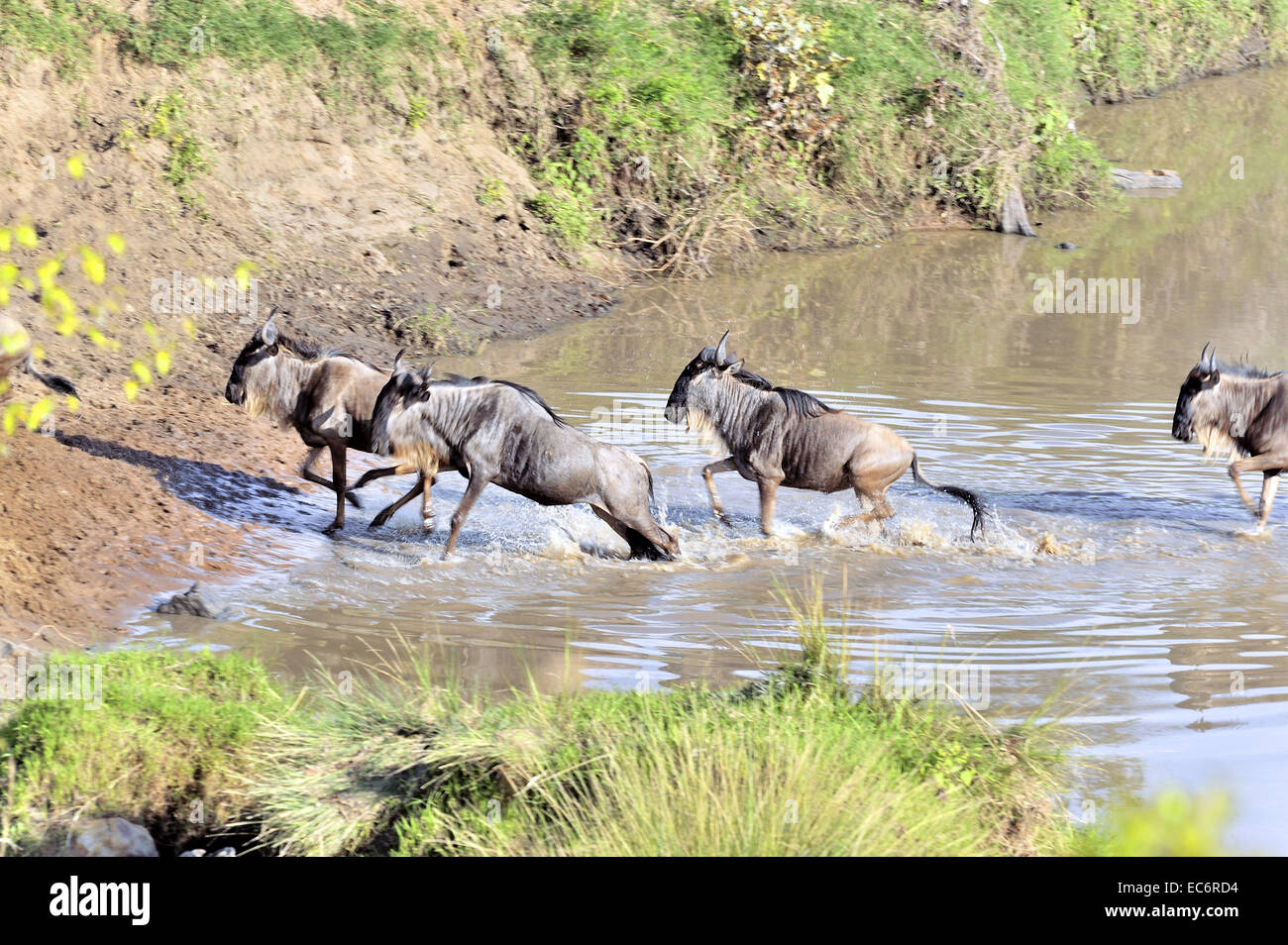 Excited Wildebeests crossing a river for migration Stock Photo - Alamy