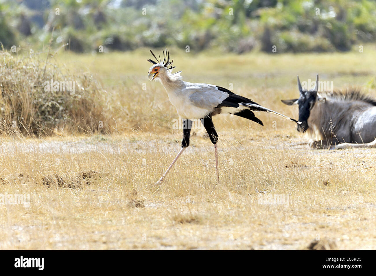 Secretary Bird observed by a wildebeest Stock Photo - Alamy