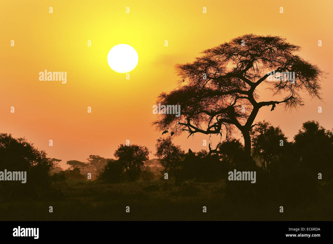 Acacia tree at sunset hi-res stock photography and images - Alamy