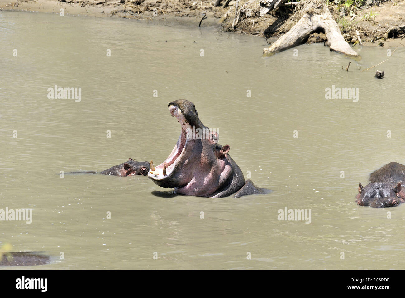 Yawning Hippo in the river Stock Photo - Alamy
