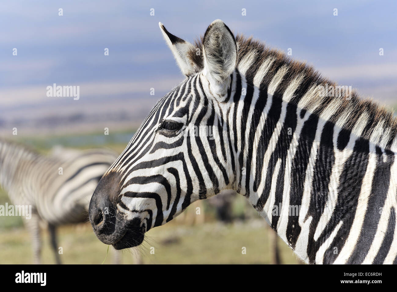 Head and mane of a Zebra Stock Photo - Alamy