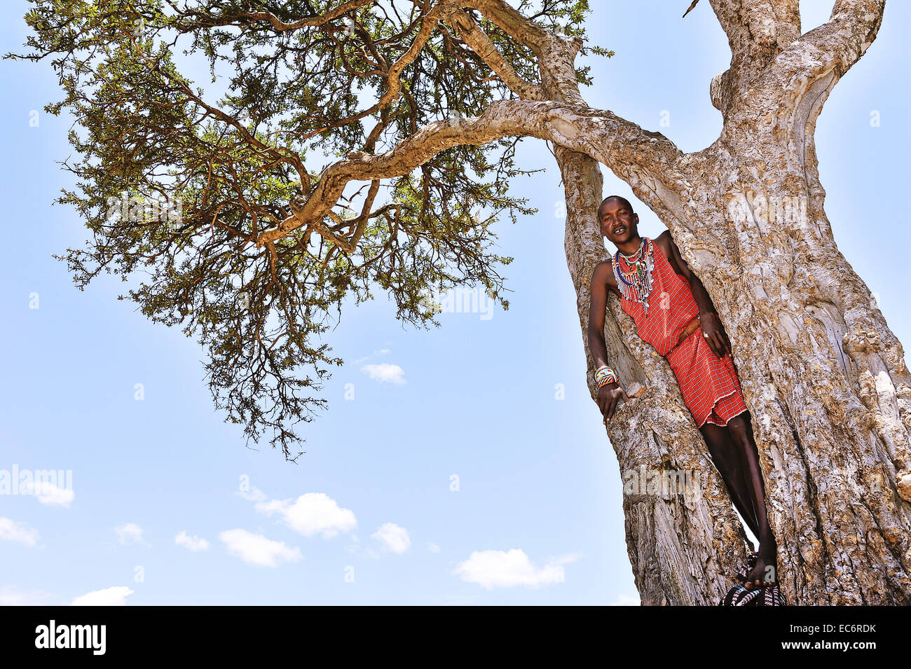 Kenya massai mara tree hi-res stock photography and images - Alamy