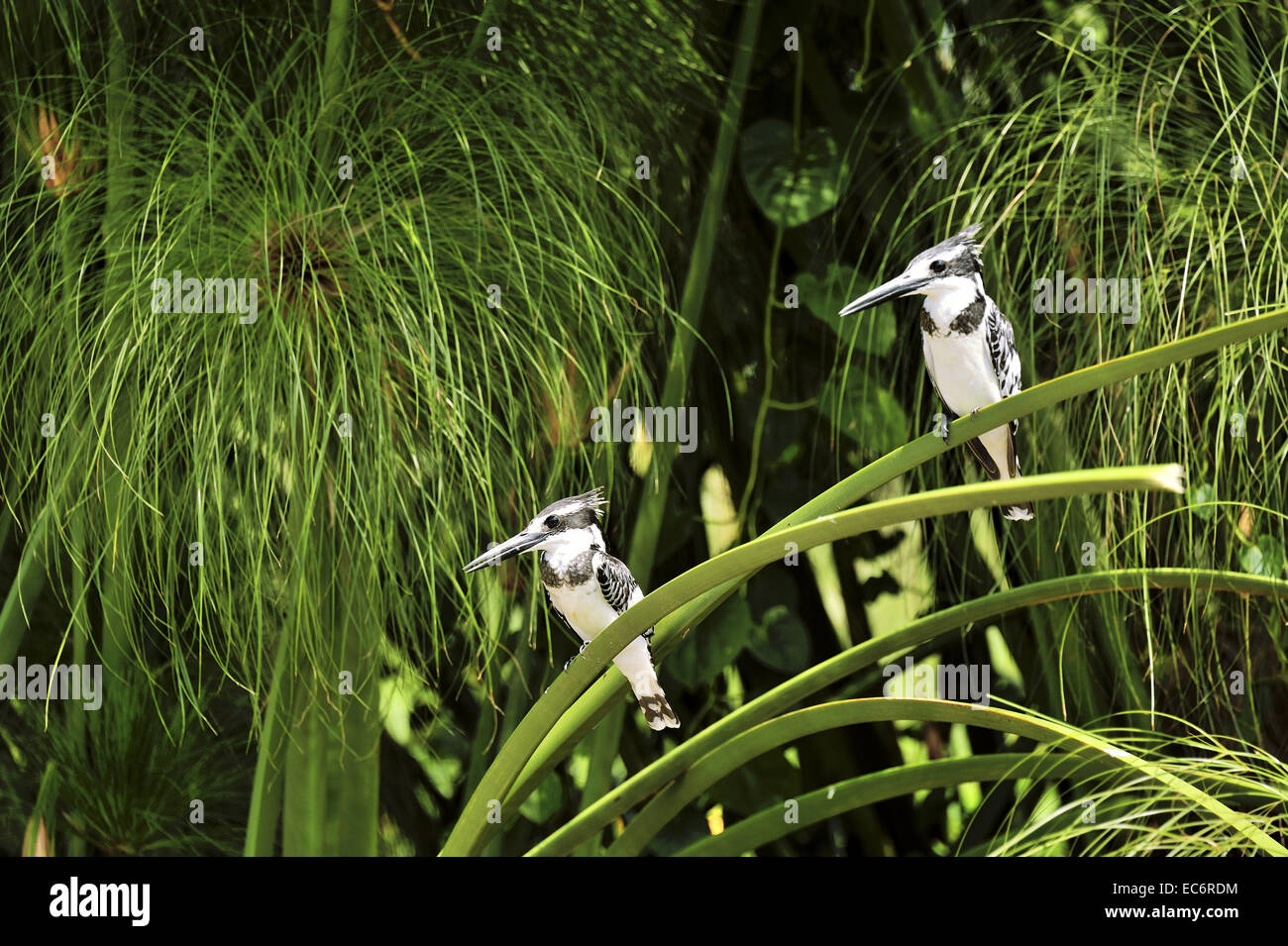Kingfishers at Lake Victoria Stock Photo - Alamy
