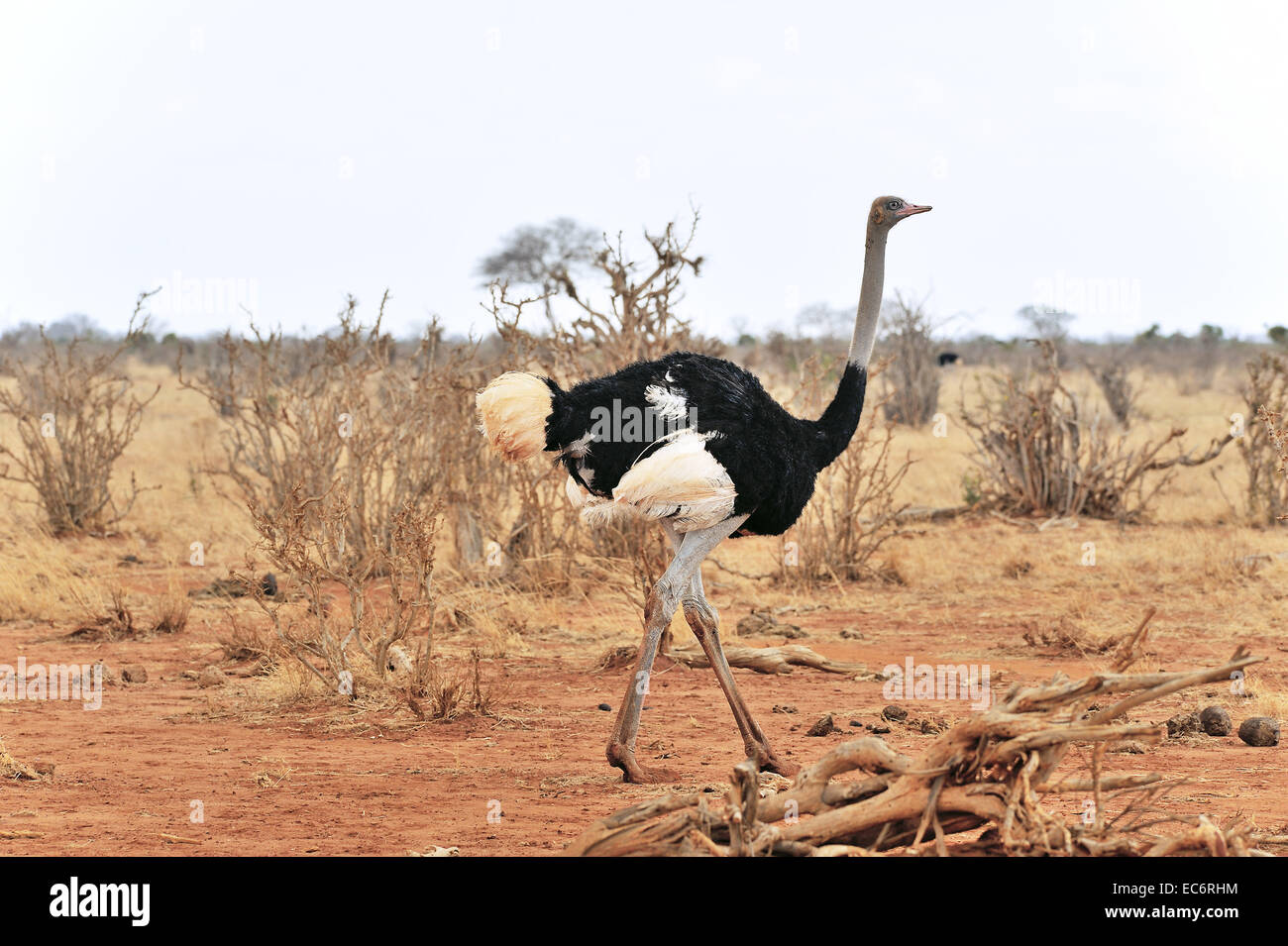Male African Ostrich Stock Photo - Alamy