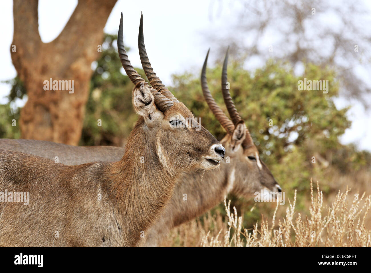 Waterbuck in Kenya Stock Photo - Alamy