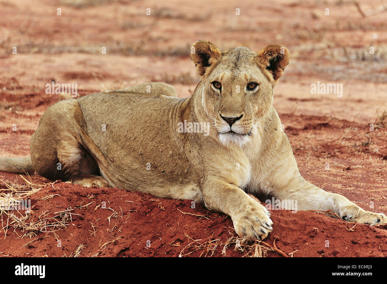 Lion posing like a king Stock Photo - Alamy
