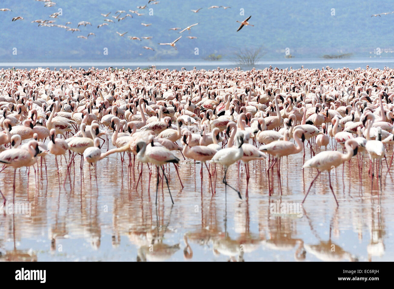 Lesser Flamingos in Africa Stock Photo - Alamy