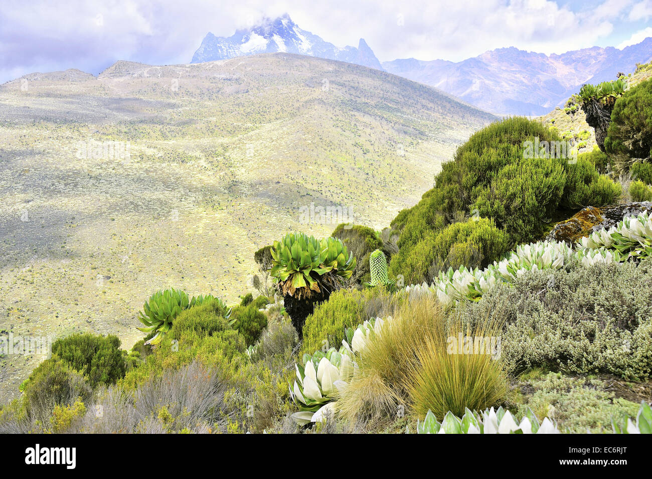 Exotic Plants at Mount Kenya with senecios and lobelia Stock Photo - Alamy