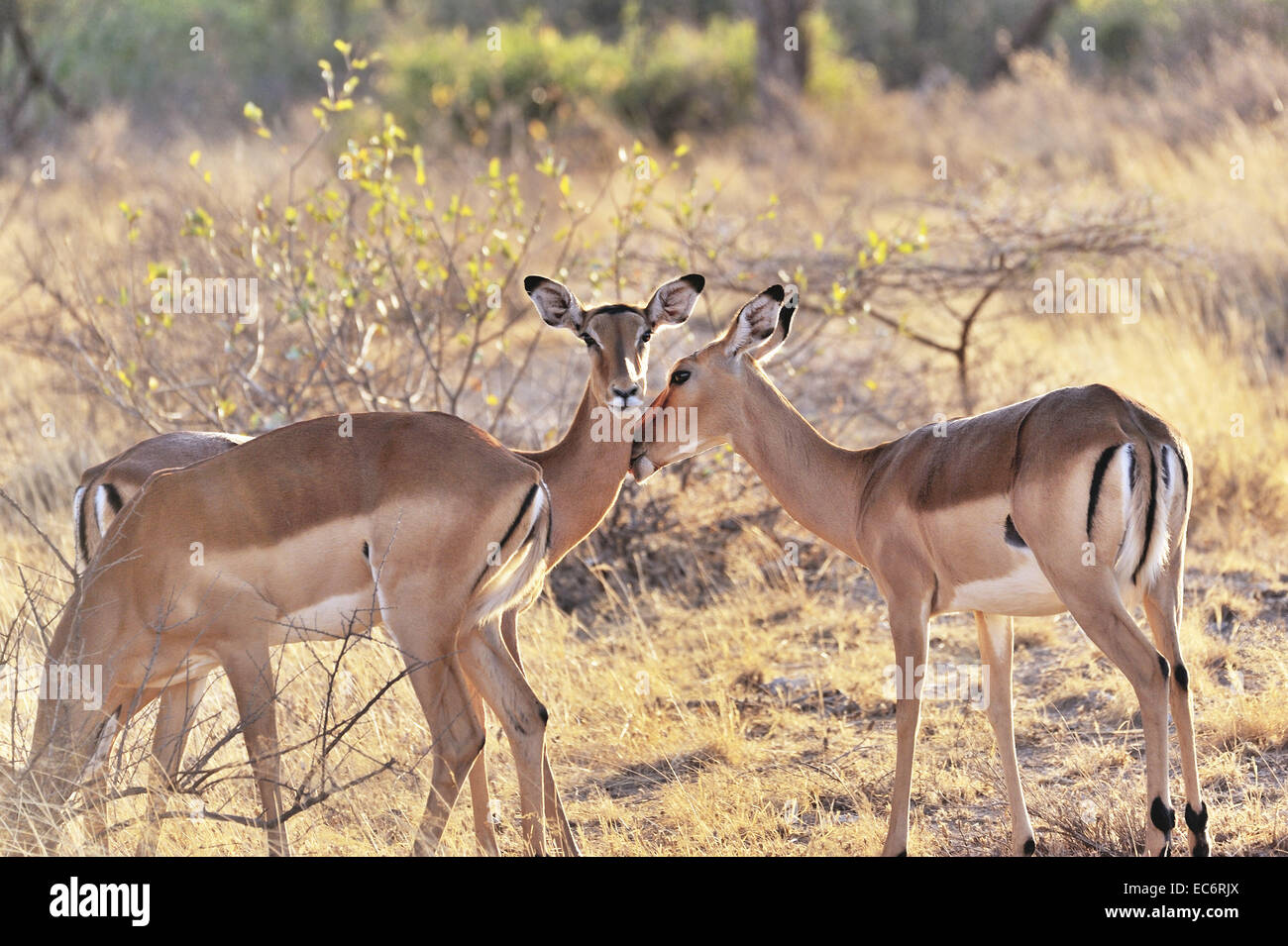 Impala Antelopes of the savanna Stock Photo - Alamy