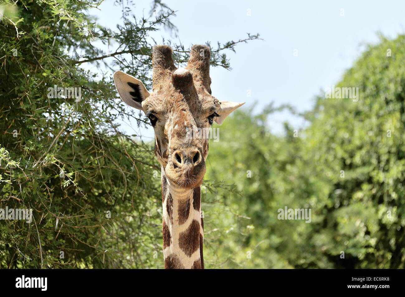 Astonished animal hi-res stock photography and images - Alamy