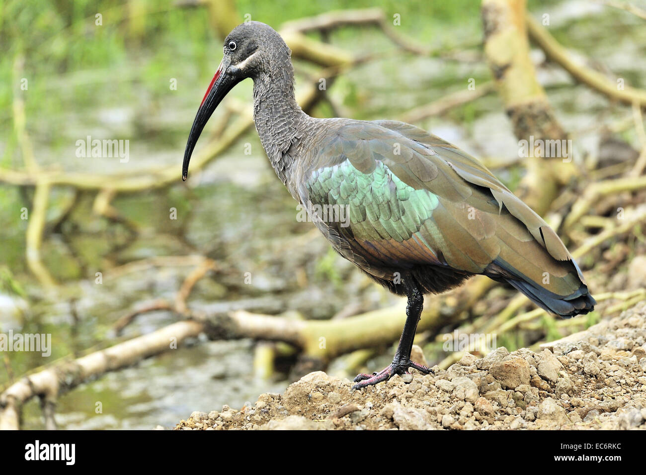 Colourful Hadada Ibis in Africa Stock Photo - Alamy