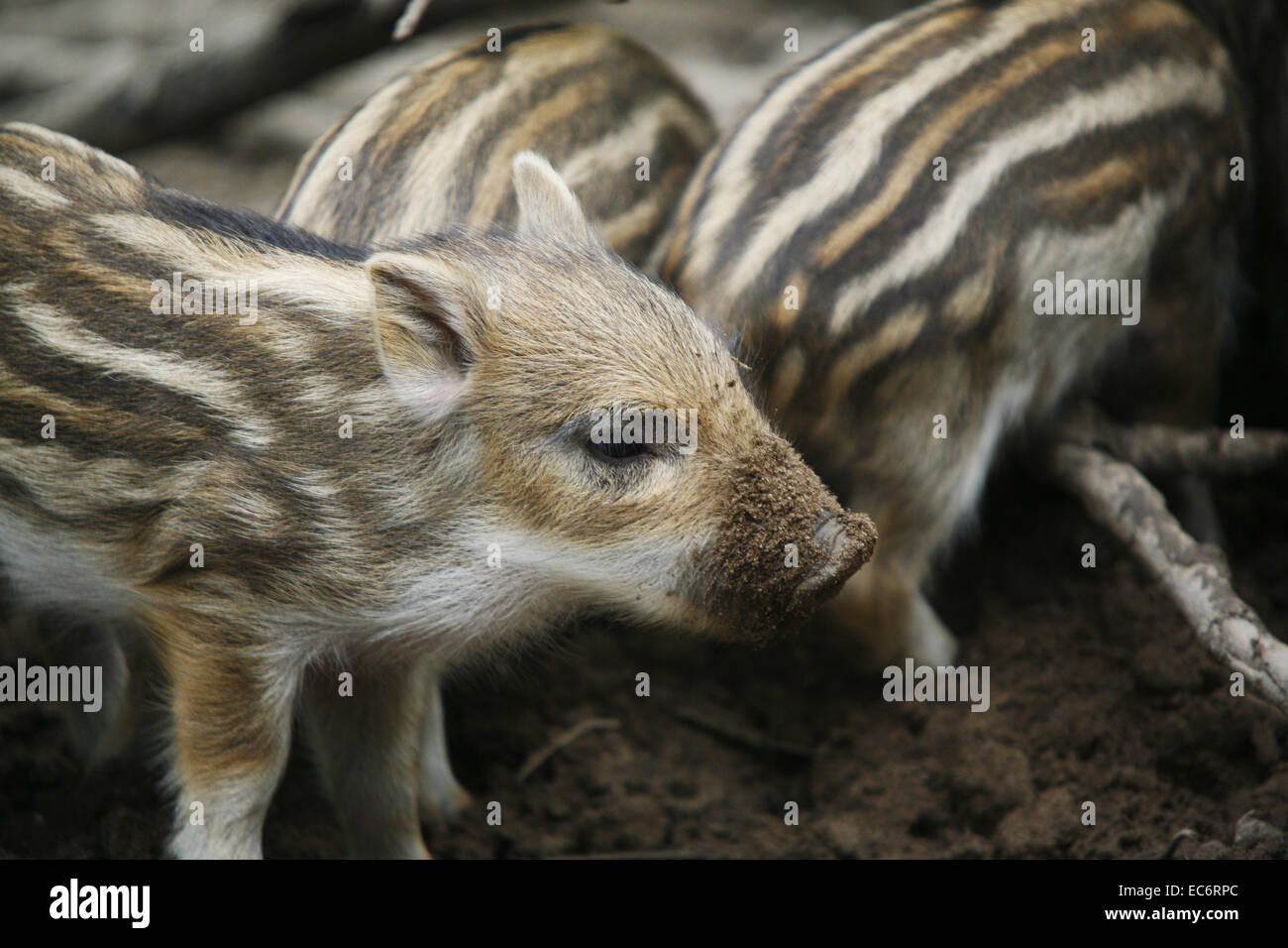 animal portrait young wild boar sus scrofa piglet piglets Stock Photo ...