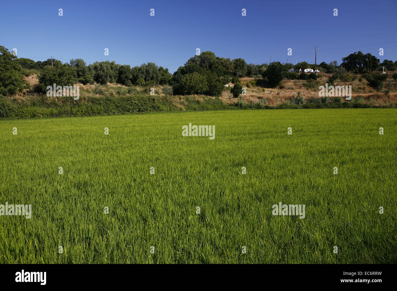rice rice paddy rice green at melides portugal europe Stock Photo - Alamy