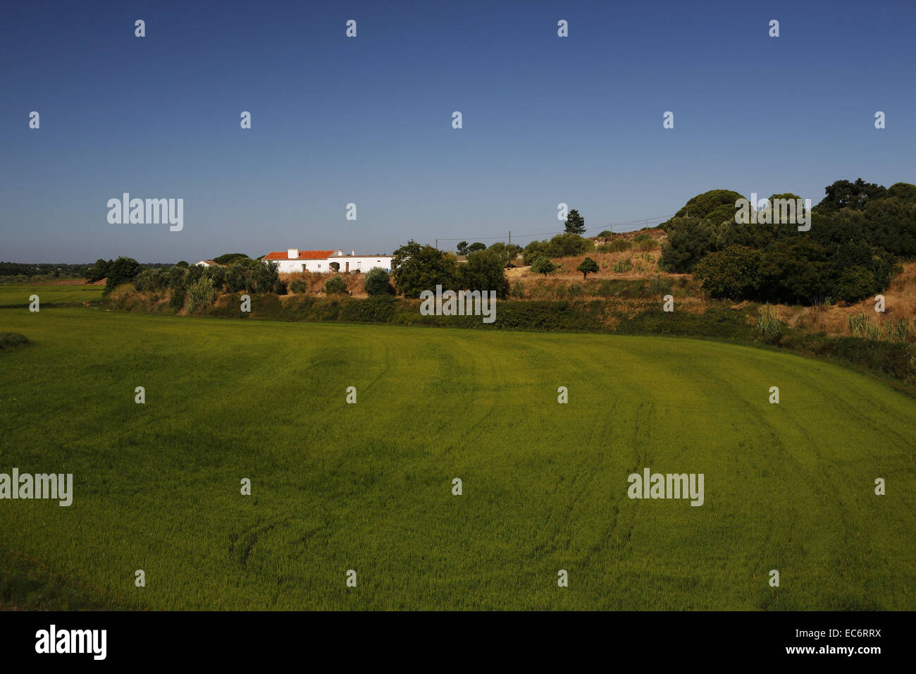 Rice paddy field europe hi-res stock photography and images - Alamy