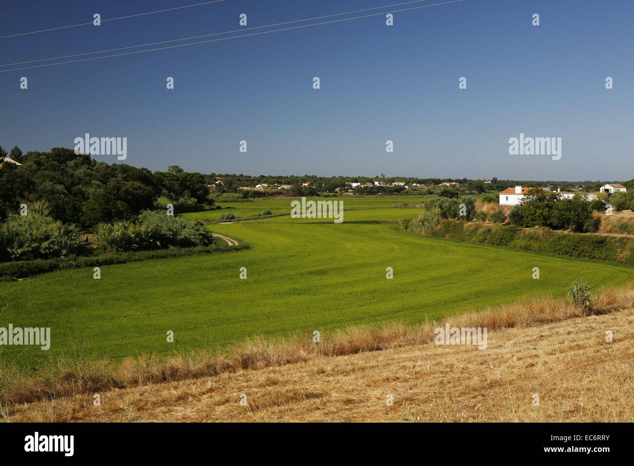 rice rice paddy rice green at melides portugal europe Stock Photo - Alamy