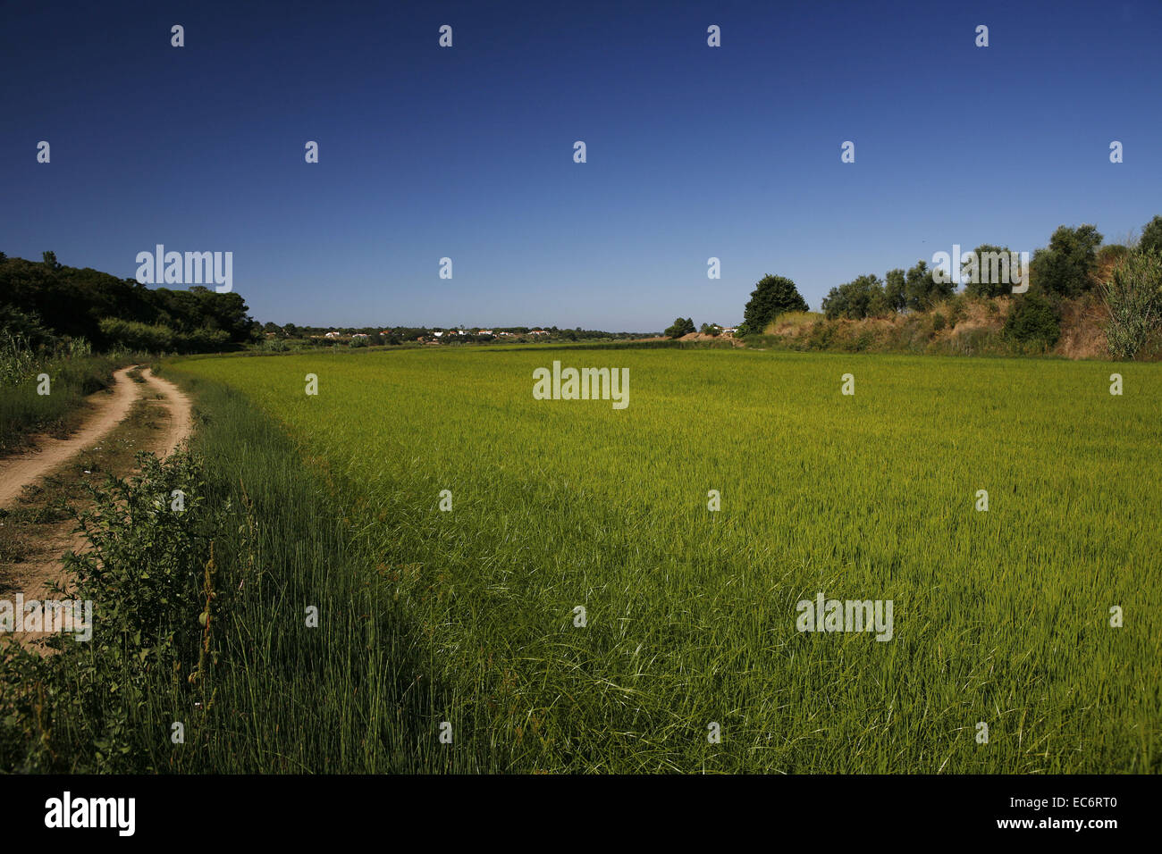 Rice paddy field europe hi-res stock photography and images - Alamy