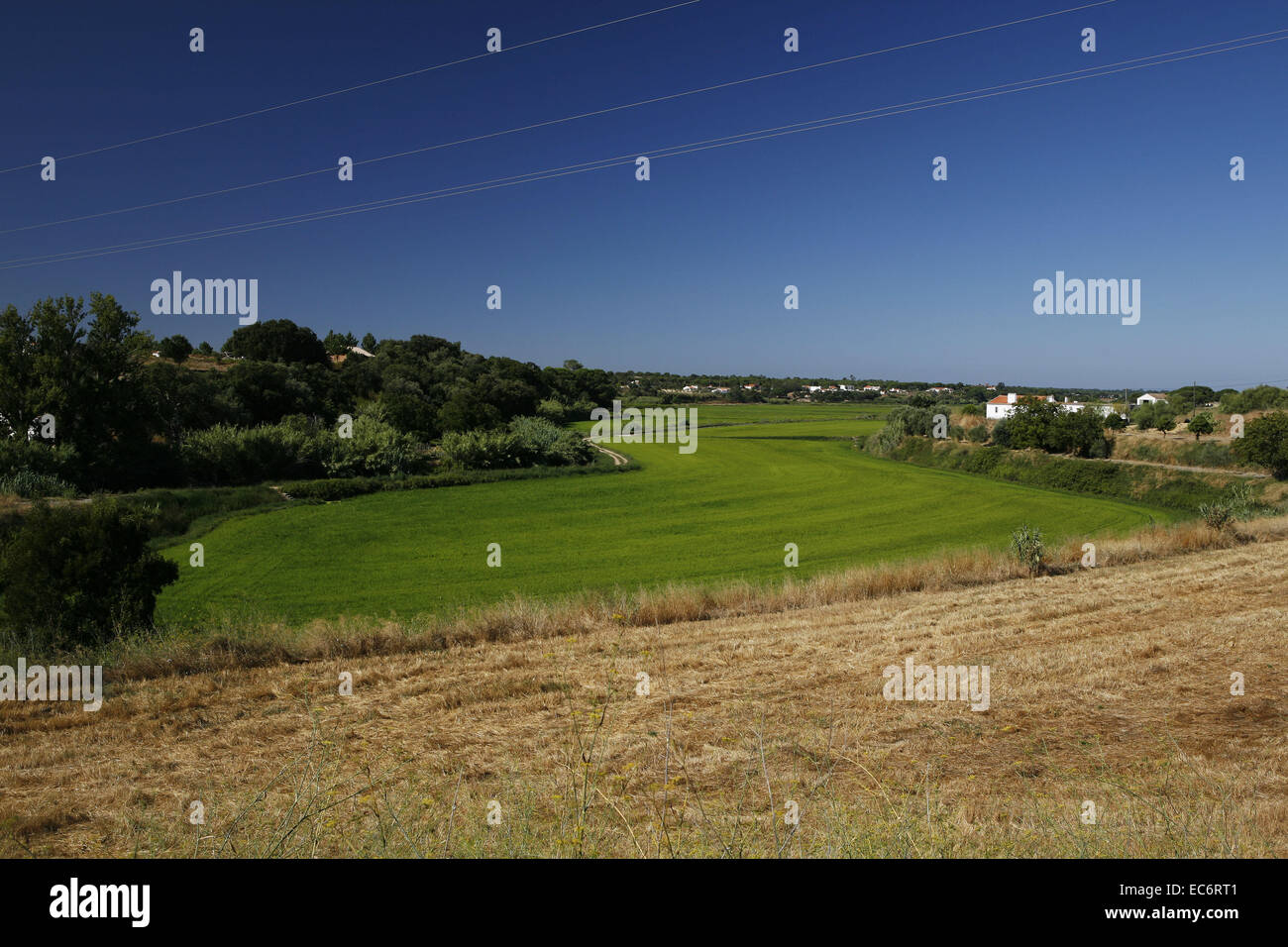 rice rice paddy rice green at melides portugal europe Stock Photo - Alamy