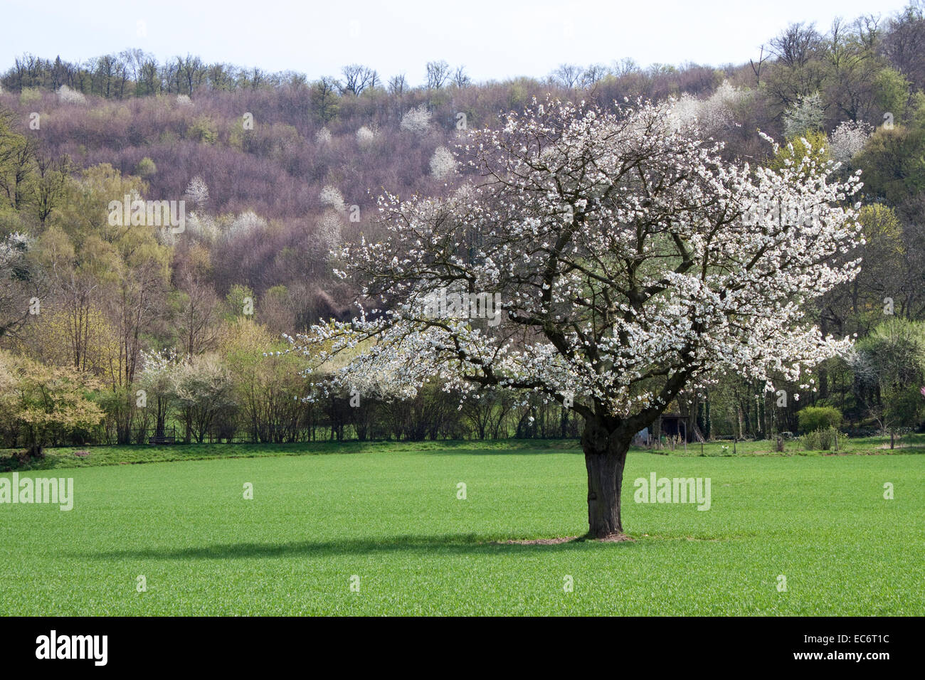 Old Cherry Tree High Resolution Stock Photography and Images - Alamy