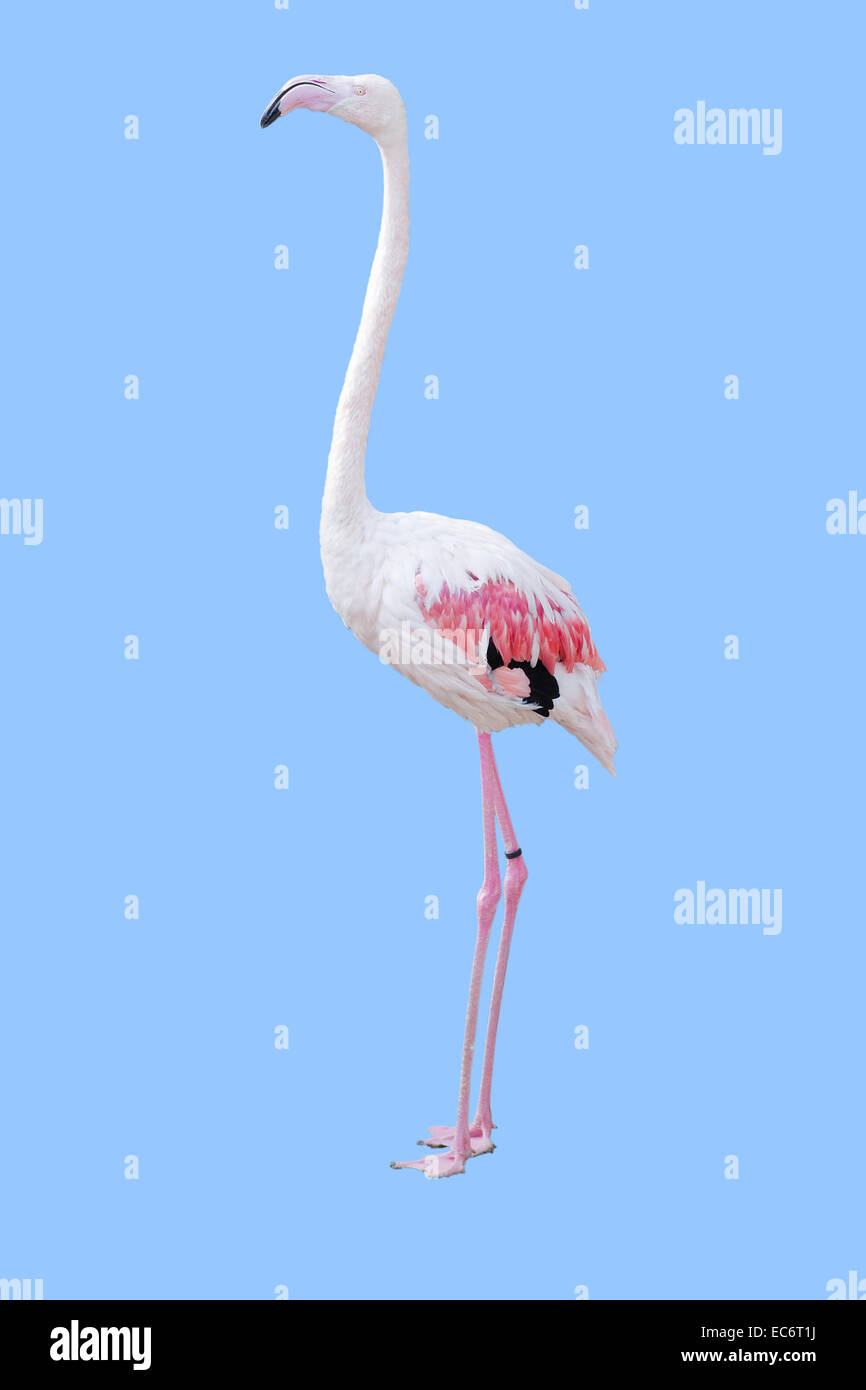 Single flamingo isolated Stock Photo - Alamy