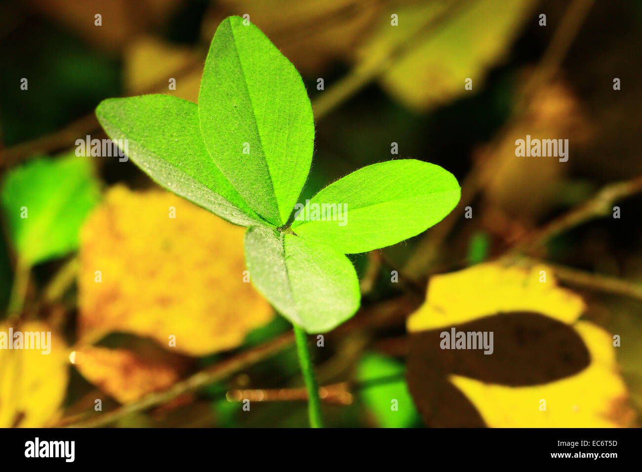 Leat hi-res stock photography and images - Alamy