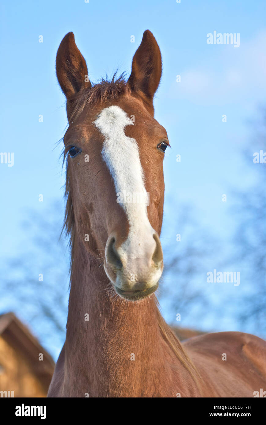 portrait of a horse Stock Photo - Alamy