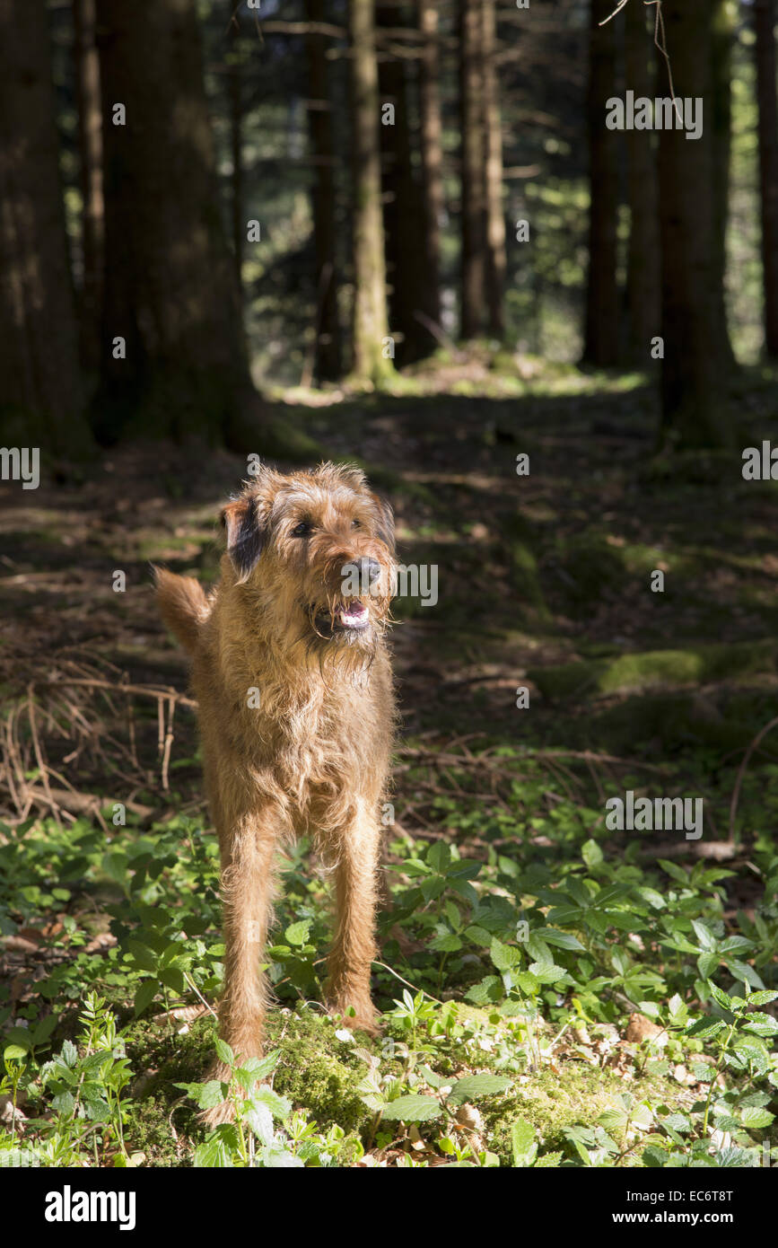 irish terrier in the forest Stock Photo - Alamy