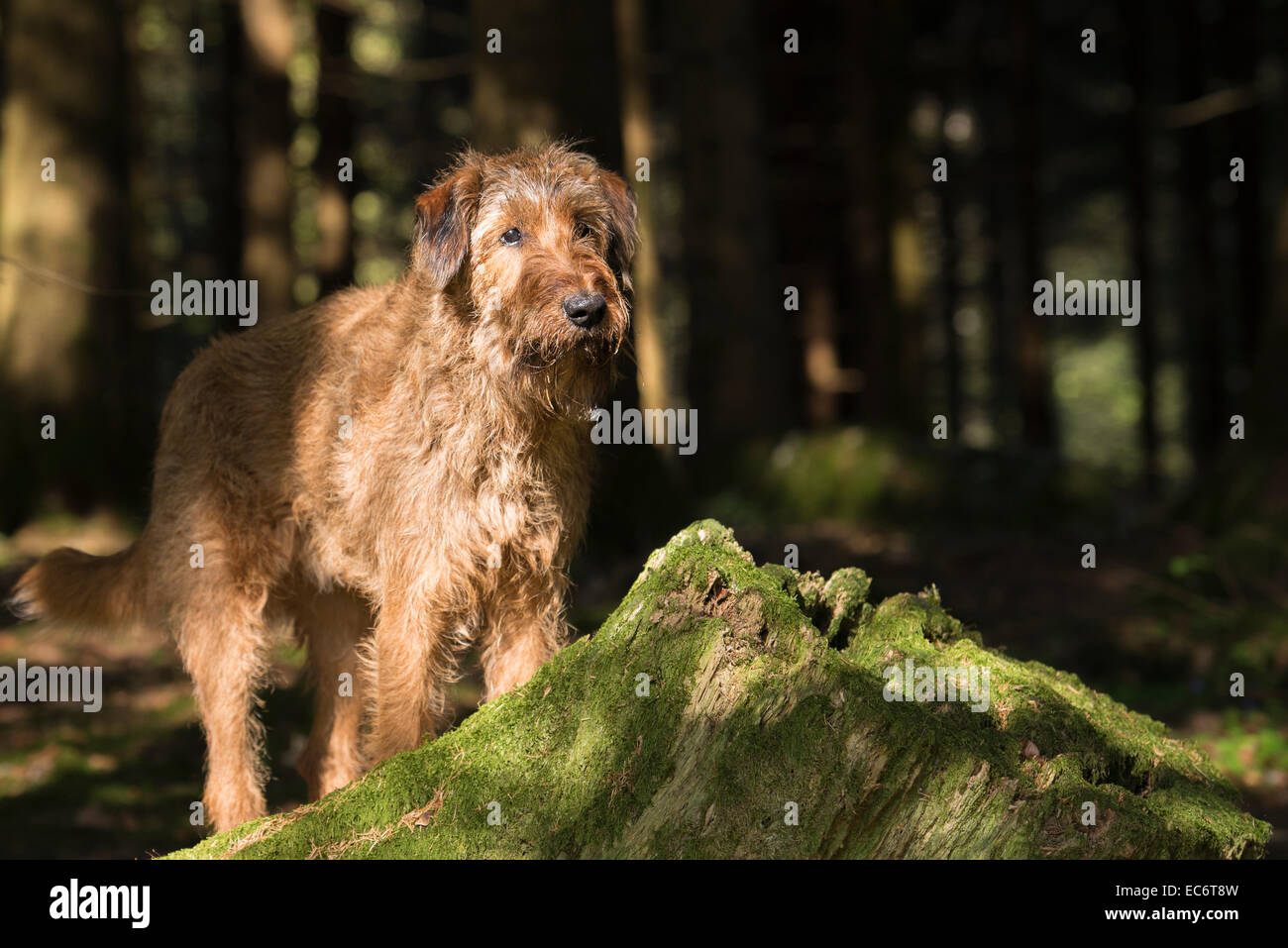 irish terrier in the forest Stock Photo - Alamy