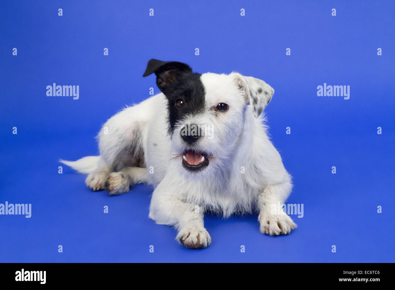 Little black white dog hi-res stock photography and images - Alamy