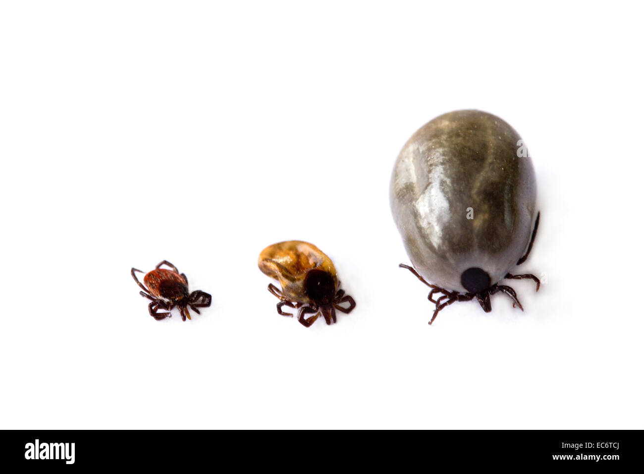 Ticks parasite hi-res stock photography and images - Alamy