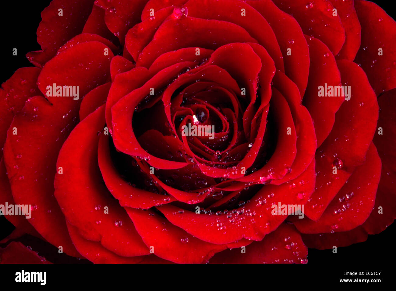Closeup of a single red rose Stock Photo - Alamy