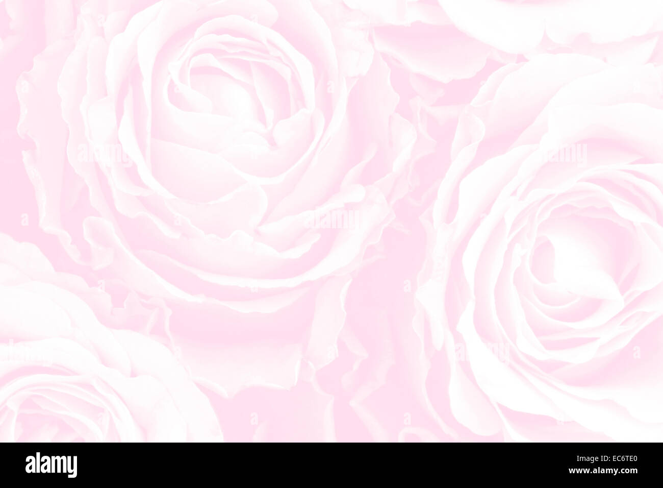 Pale background of red roses Stock Photo - Alamy