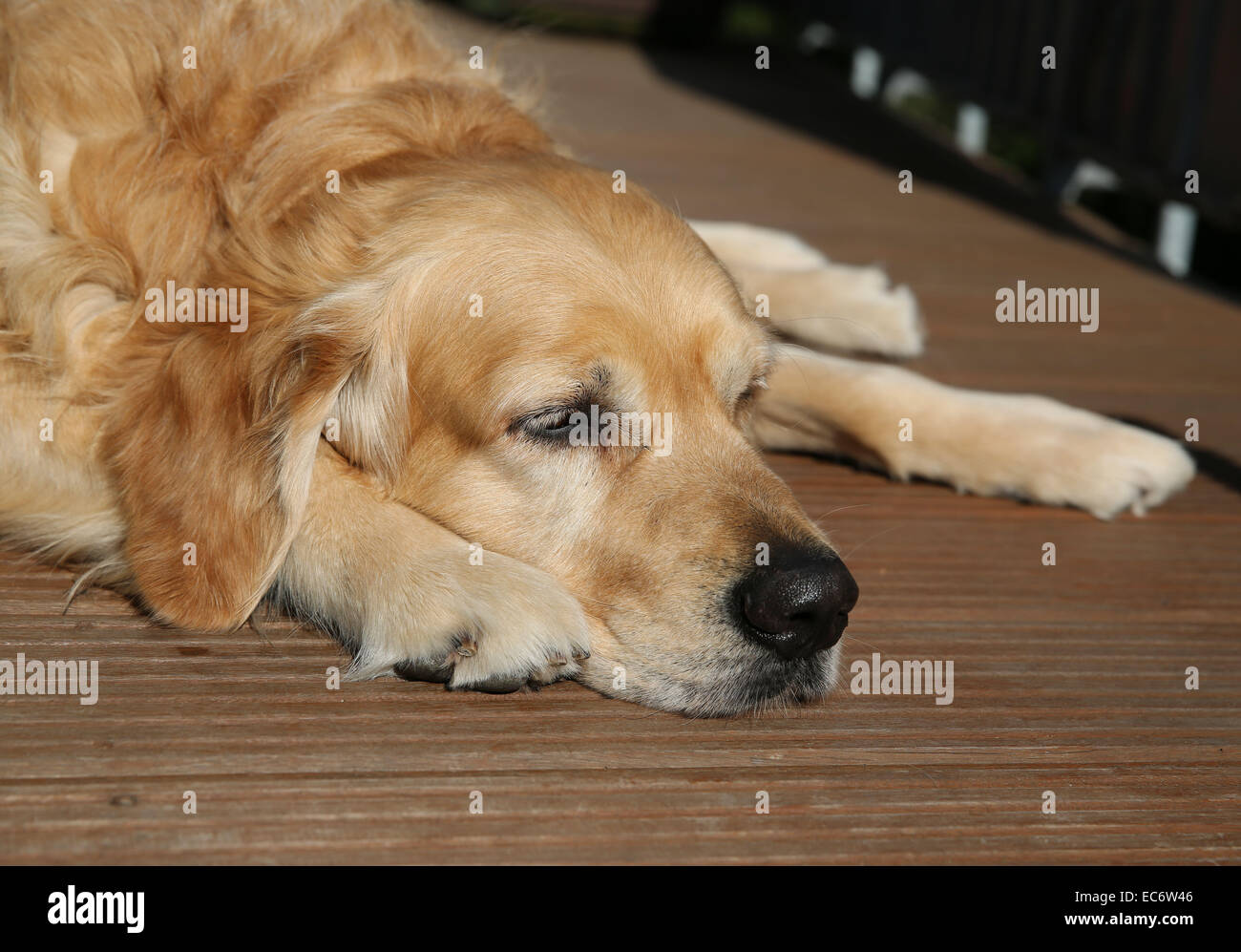 Tired dog hi-res stock photography and images - Alamy
