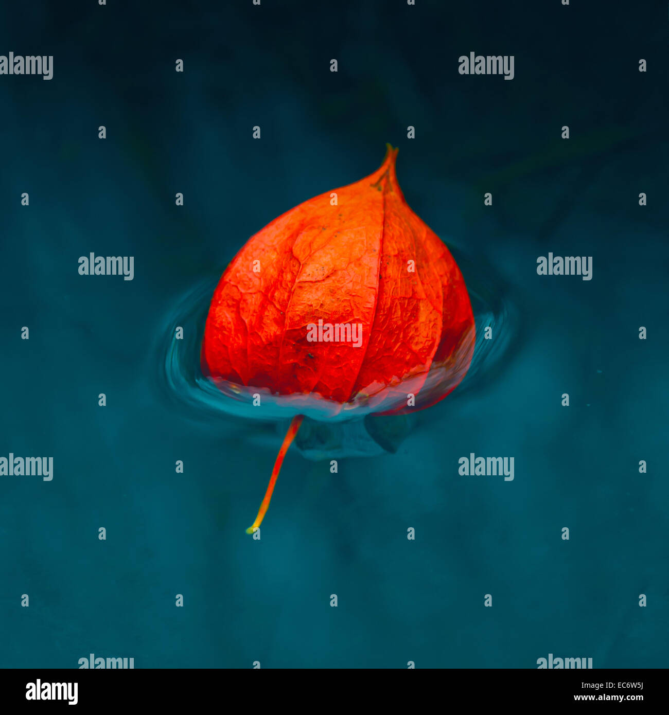 Physalis fruit in water Stock Photo - Alamy