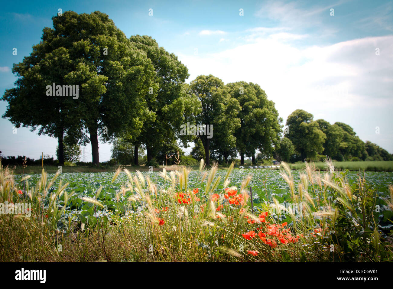 Landscape field margin with wild flowers and tree avenue Stock Photo ...