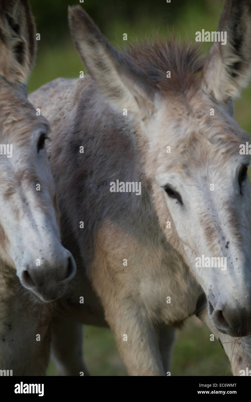 Donkey companion hi-res stock photography and images - Alamy