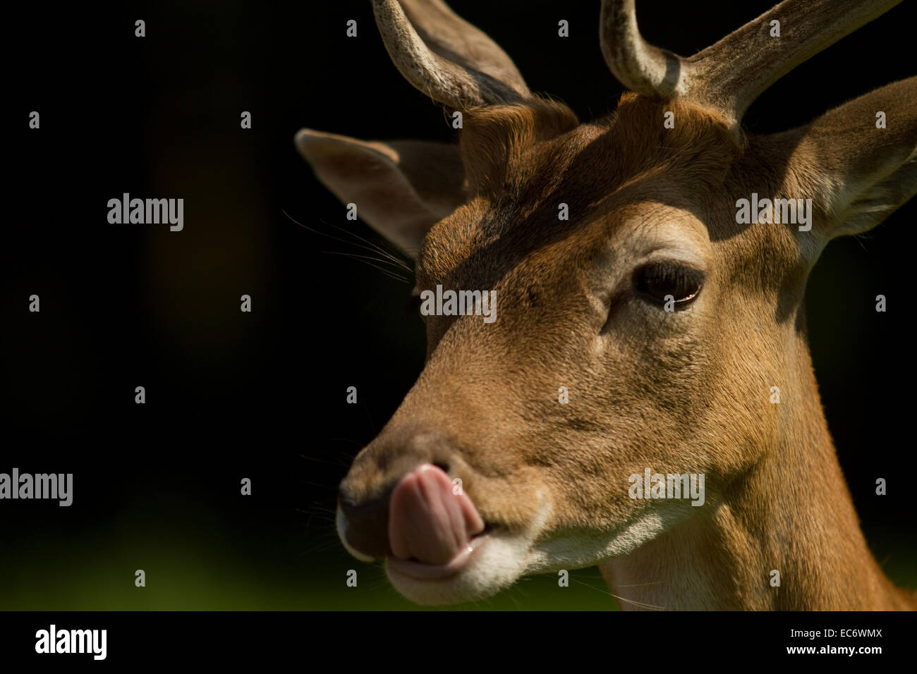 Reindeer fawn hi-res stock photography and images - Alamy