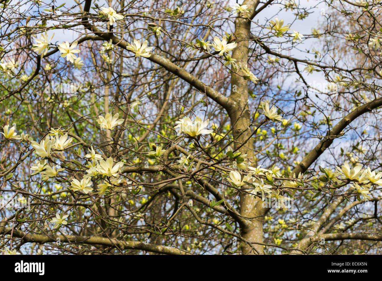 Creamy yellow spring flowering magnolia 'Gold Star' with stellata type ...