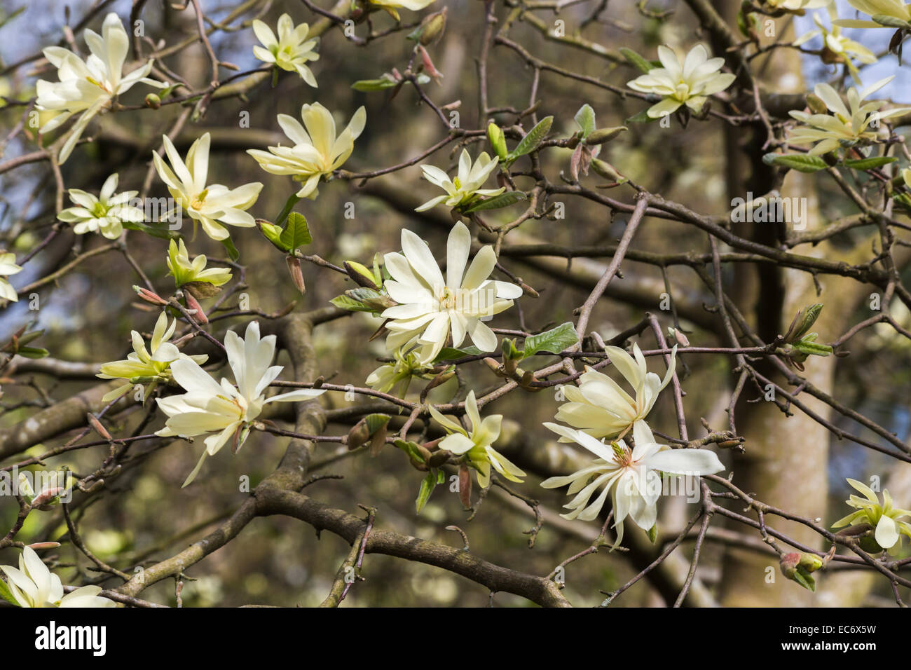 Creamy yellow spring flowering magnolia 'Gold Star' with stellata type ...