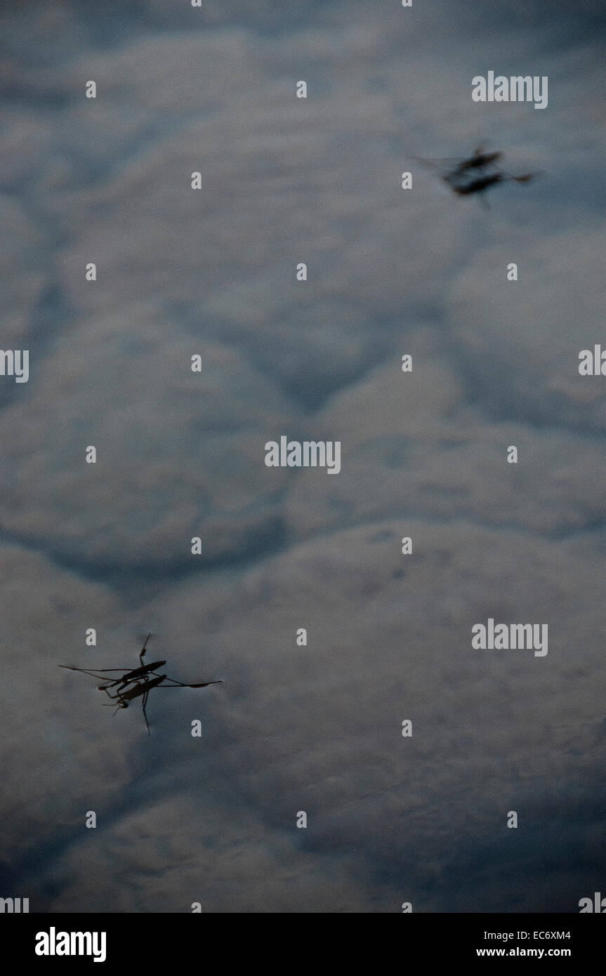 Water skippers floating on top of the North Santiam River Stock Photo ...